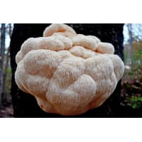 Mushroom Growing Supplies | Rootlab