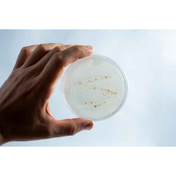 Swab And Grow Bacteria Growth Science Experiment