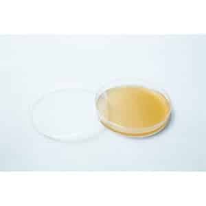 Pre-poured MYPA Agar Plates 90mm | Rootlab