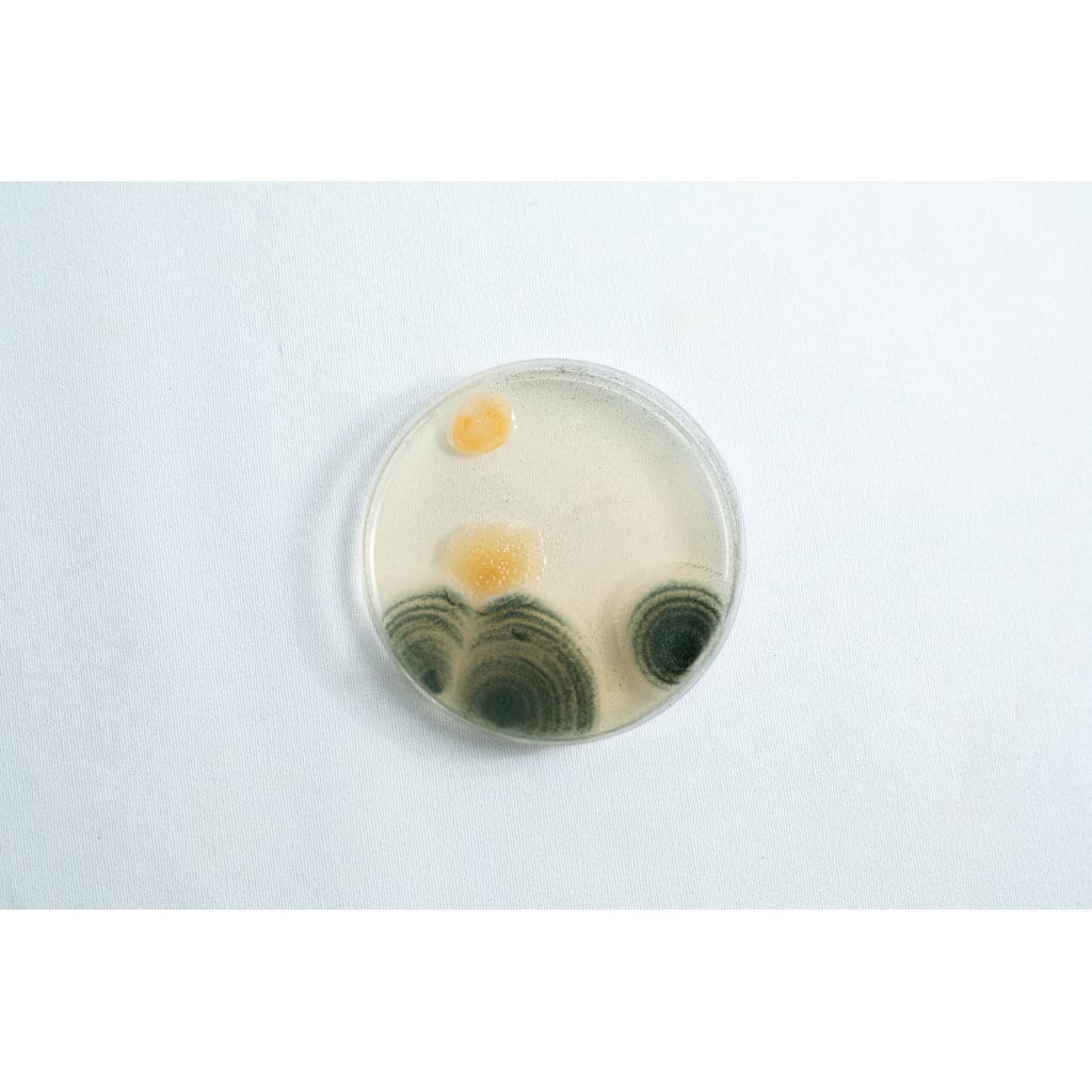 Agar Petri Dish MEA School Science Fun Project Kit | Rootlab