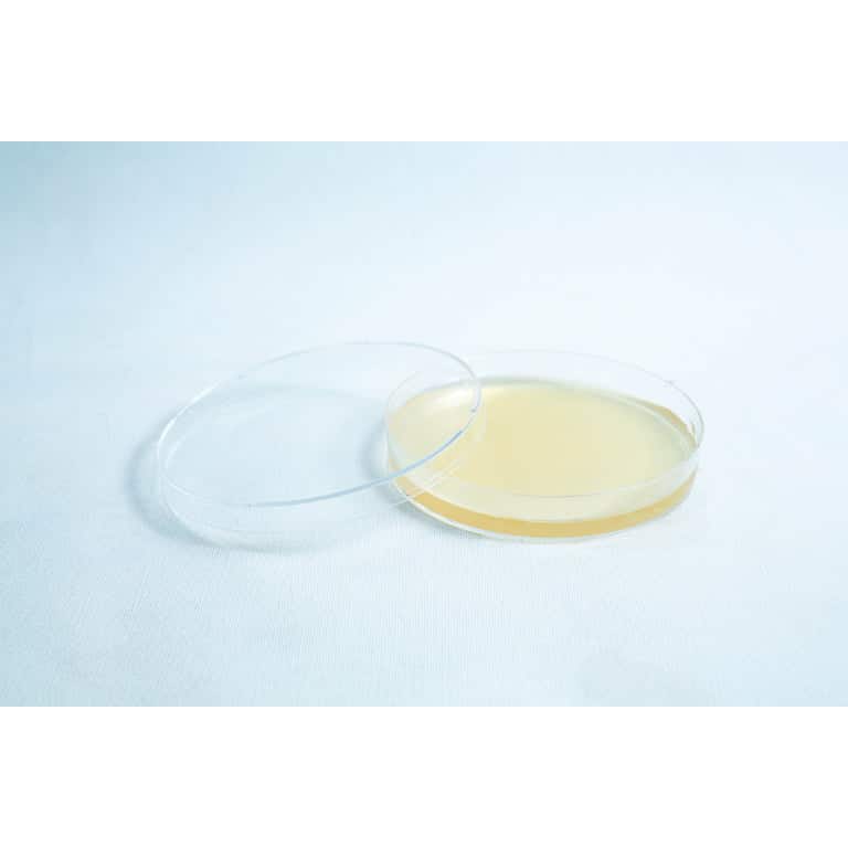 Potato Dextrose Agar (PDA) Plates Pre Poured 90mm X10 | Rootlab