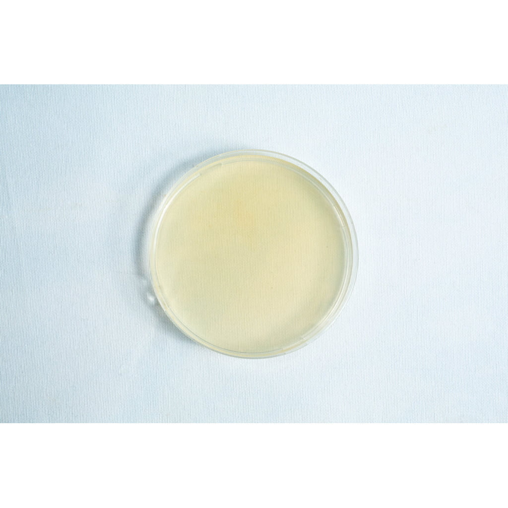 Potato Dextrose Agar (PDA) Plates Pre Poured 90mm X10 | Rootlab