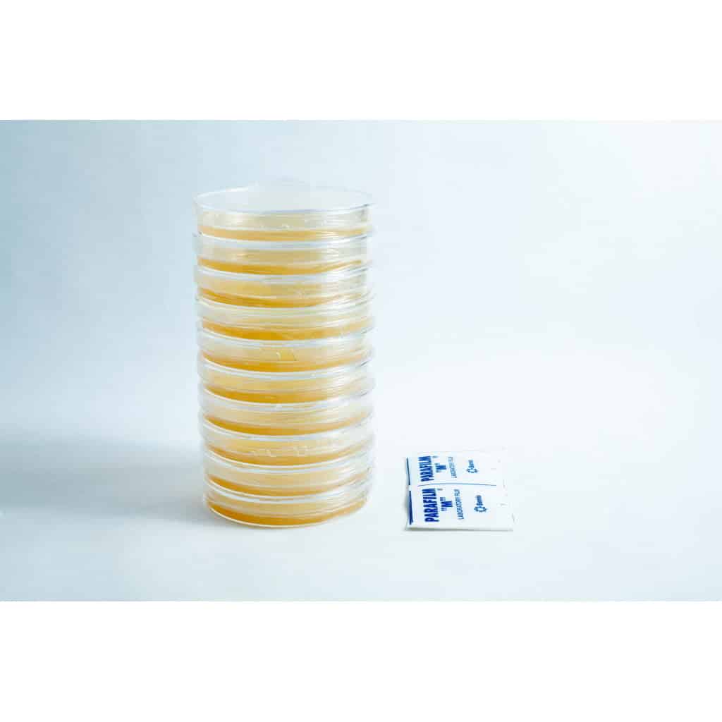Mushroom Cultivation Petri Dishes 20 Pre-poured Petri Dishes – Ready-to ...