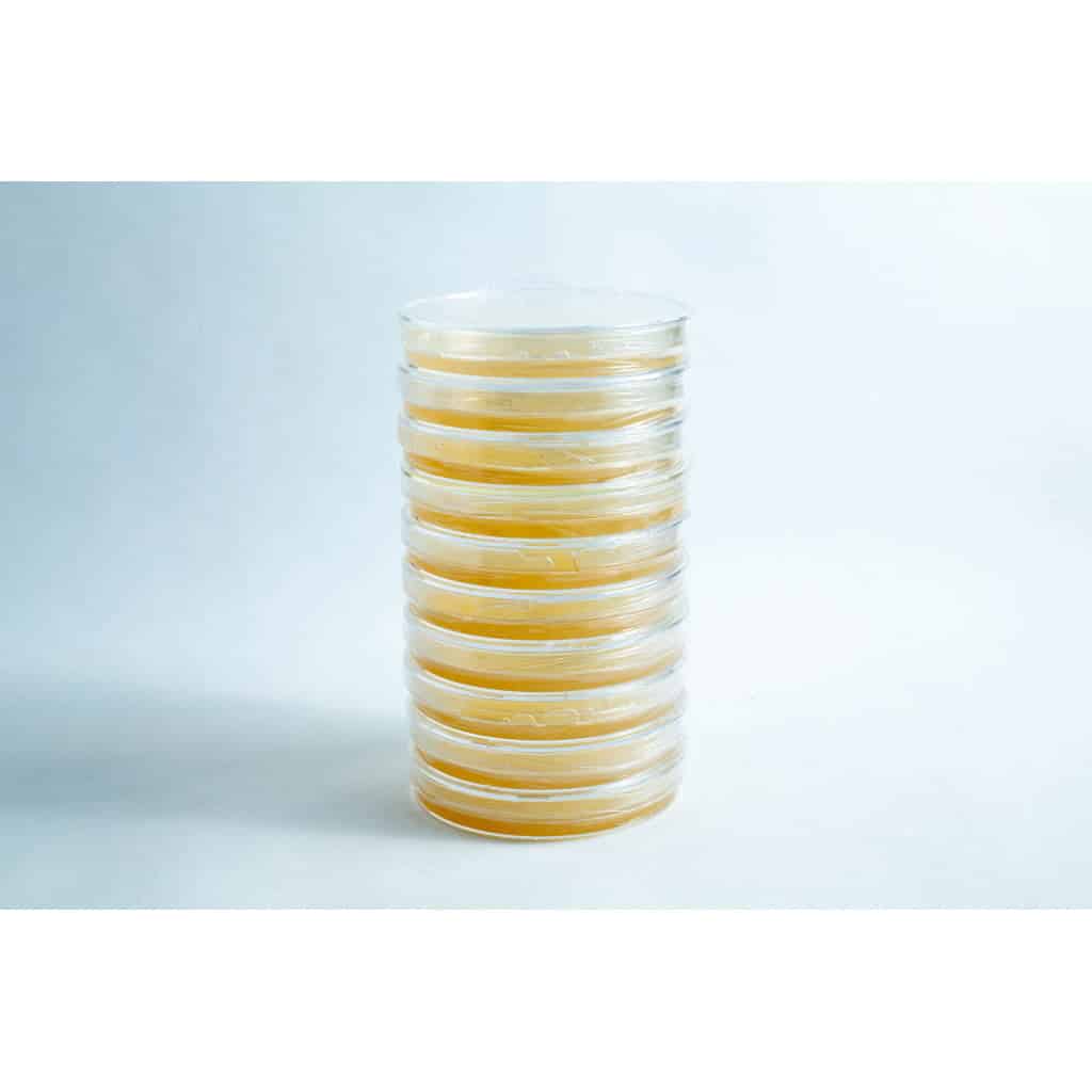 Pre-poured MEA Plates Petri Dish 90 Mm | Rootlab