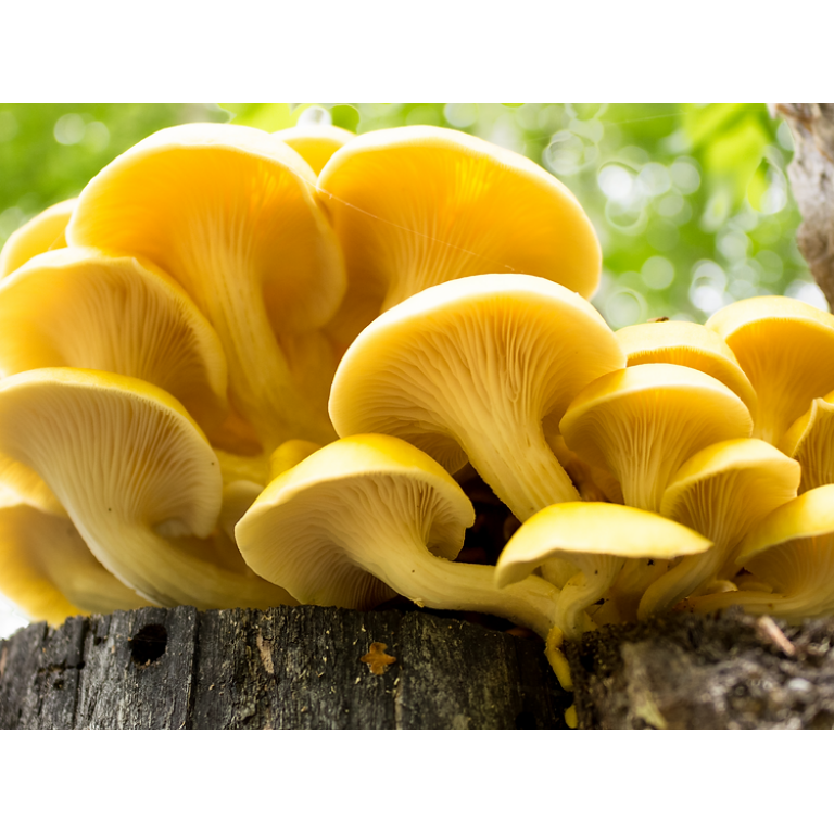 Yellow Oyster Mushroom Spawn (Pleurotus Citrinopileatus)