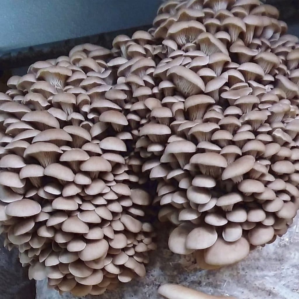 Mushroom Liquid Cultures | Mushroom Spores Australia | Rootlab
