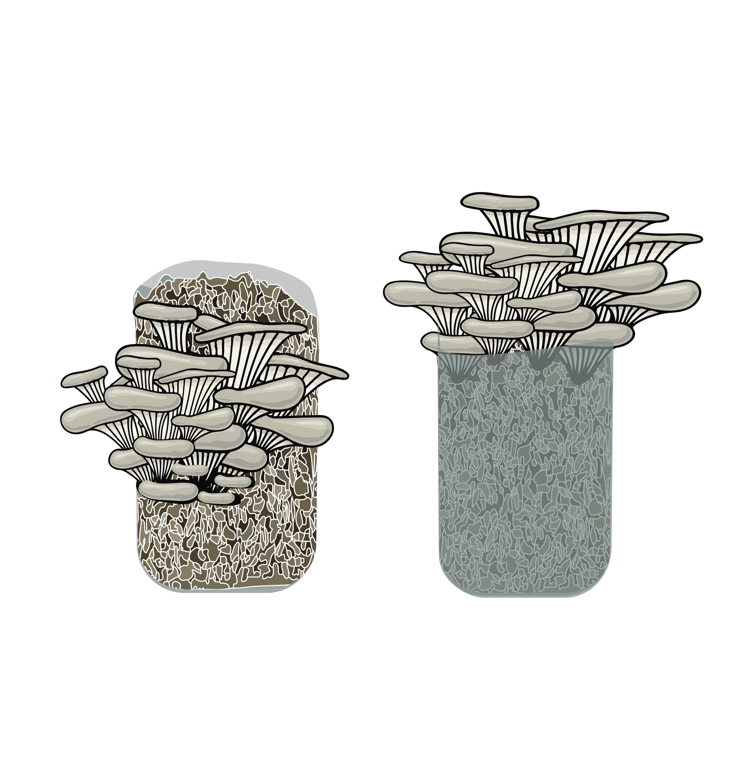 Mushroom Kit Australia | Buy Mushroom Growing Kits | Rootlab
