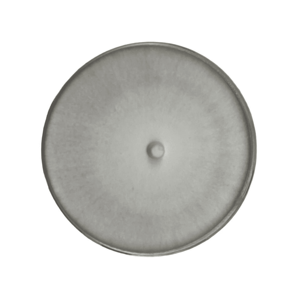 Colonized Mushroom Culture On Agar Plate | Reishi | Ganoderma ...