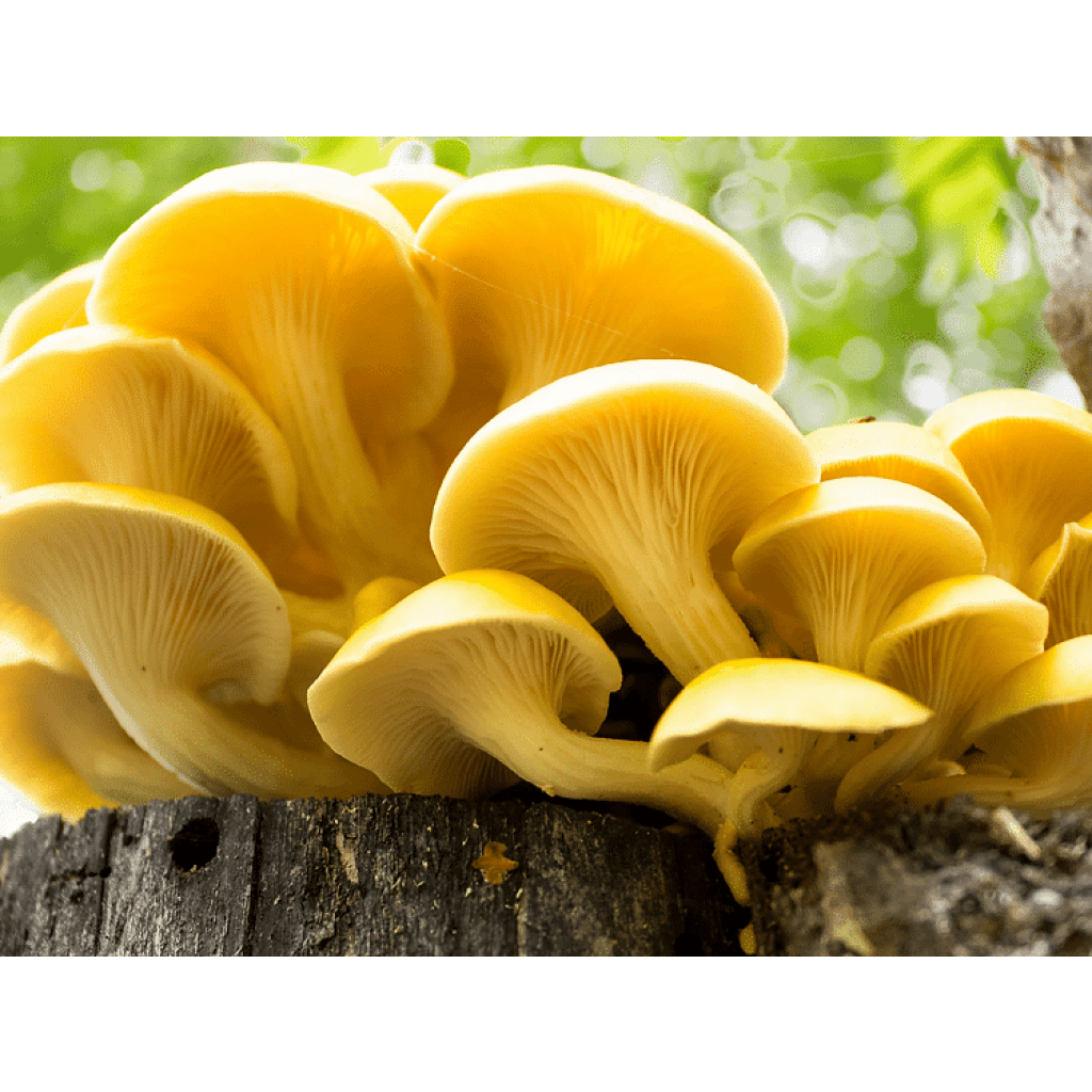 Log Dowel Mushroom Plug Spawn | Yellow Oyster | Pleurotus ...