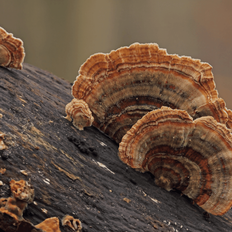 Log Dowel Mushroom Plug Spawn | Native Turkey Tail | Trametes ...