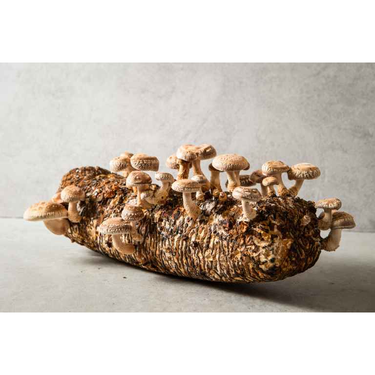 Sawdust Spawn For Mushroom Outdoor Garden Bed- 3kg | Straw Shiitake | Lentinula Edodes | Rootlab