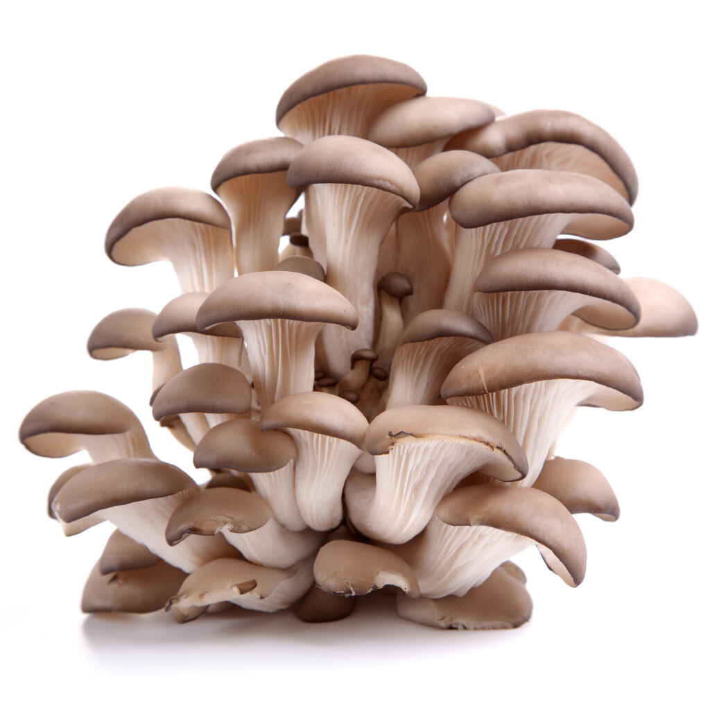 Chocolate Oyster Mushroom Spawn (Pleurotus Ostreatus)