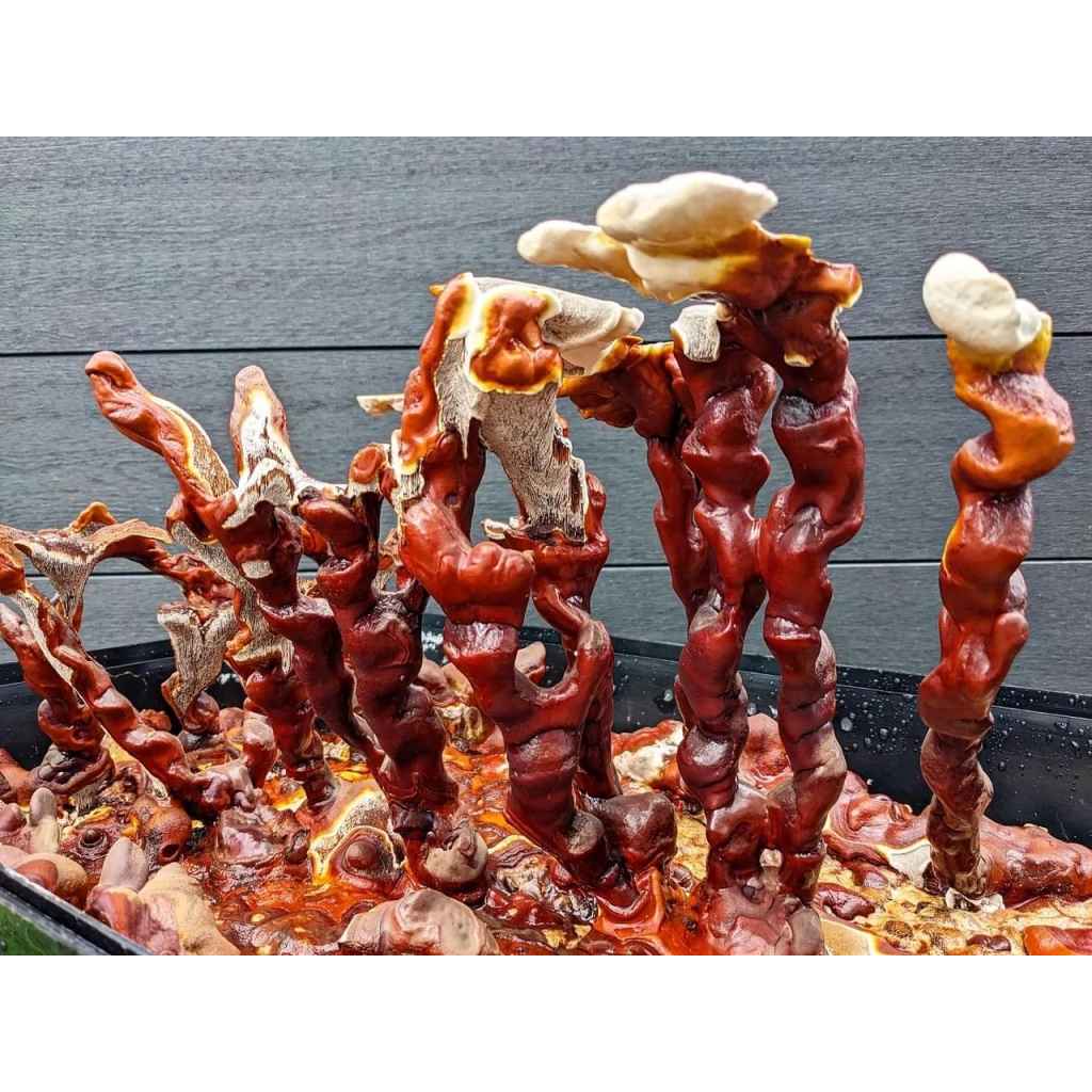 Colonized Mushroom Culture On Agar Plate | Reishi | Ganoderma Steyaertanum | Rootlab