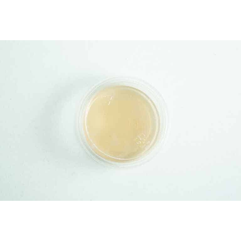 Biodegradable Agar Cups | MEA | MEAG | Rootlab