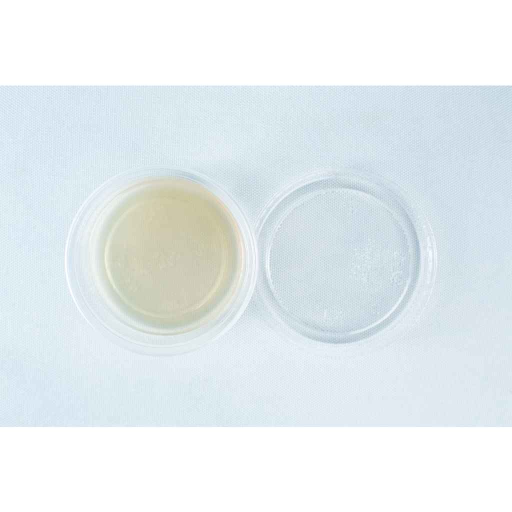 Biodegradable Agar Cups | MEA | MEAG | Rootlab