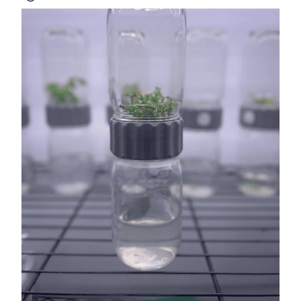 Plant Cell Biocoupler™ Collar Only (regular Mouth) | Rootlab