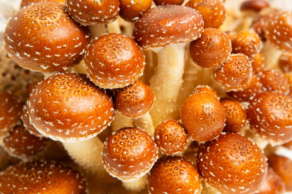 Log Dowel Mushroom Plug Spawn | Chestnut | Pholiota Adiposa | Rootlab