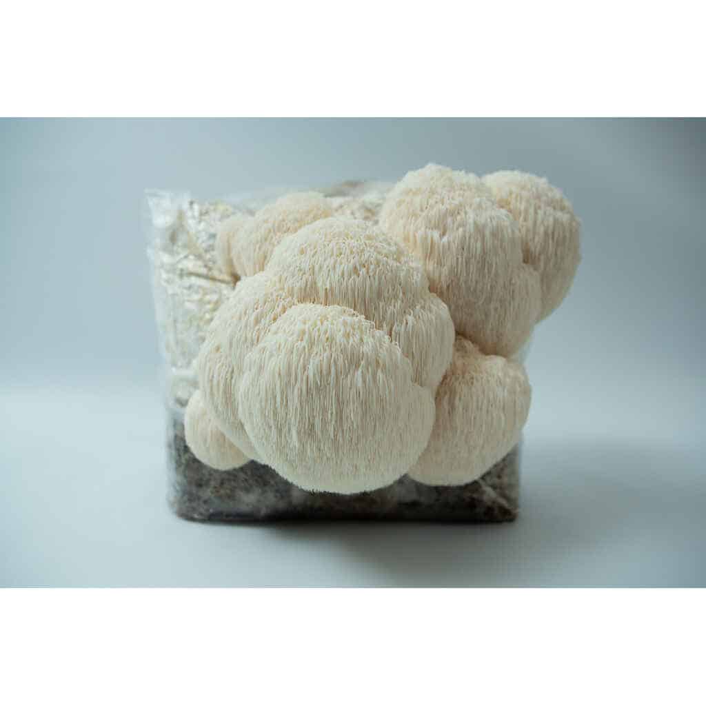 Buy Lion's Mane Grow Kit | Lion's Mane Mushroom Grow Kit