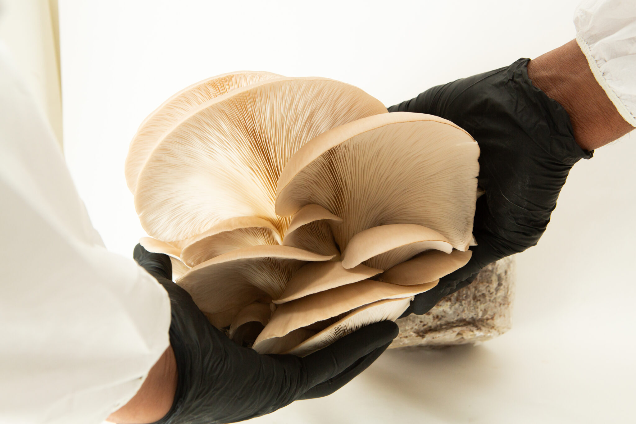 Princess Of Pearl Oyster | Pleurotus Ostreatus | Mushroom Grow Kit ...
