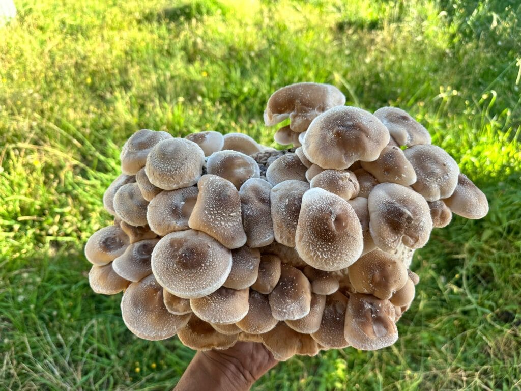 Shiitake Mushroom Spawn (3782) | Lentinula Edodes
