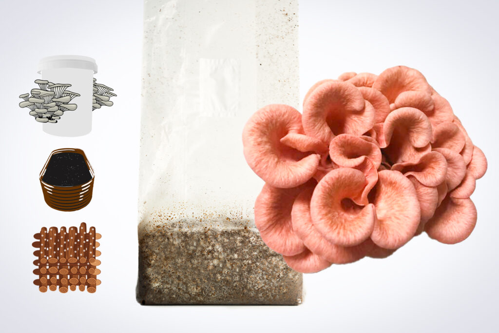 Sawdust Spawn For Mushroom Garden Bed And Bucket- 3kg | Pink Oyster ...