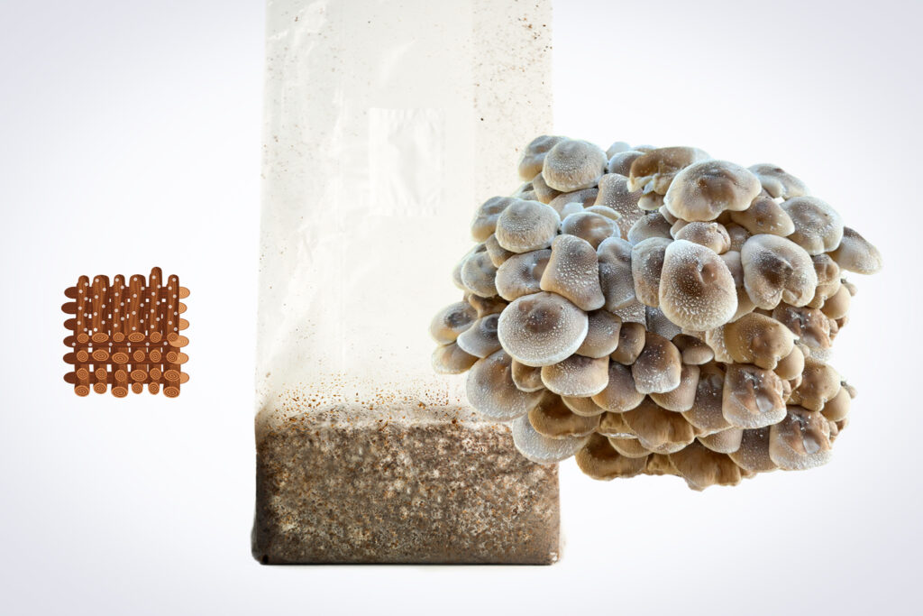 Sawdust Spawn For Mushroom Log Inoculation- 3kg | Shiitake – 3782 ...